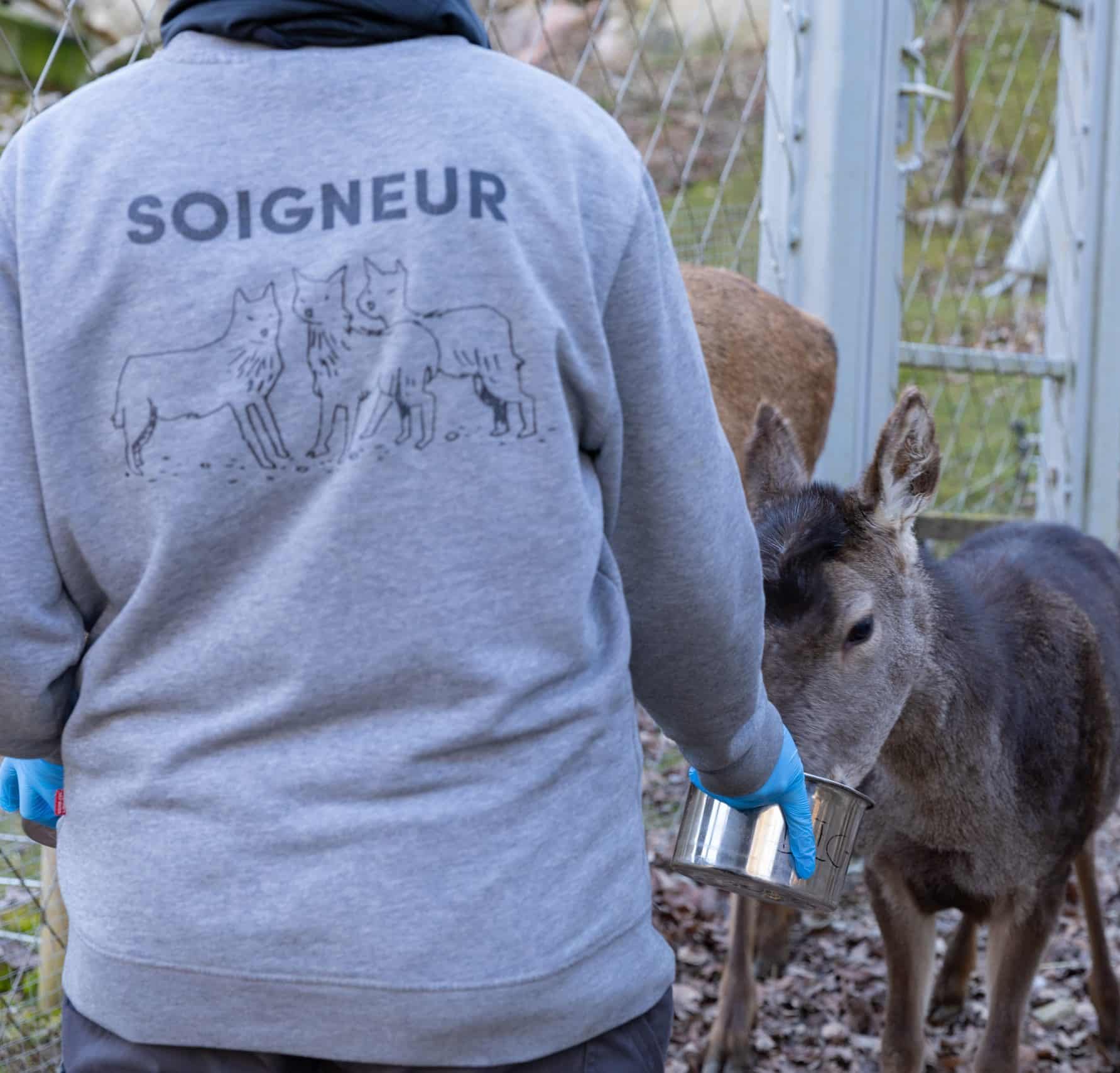 Découverte d'un animal en immersion avec un soigneur animalier